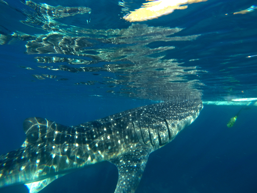 Diving in the Philippines | Learn to Dive in the World’s Best Dive Location